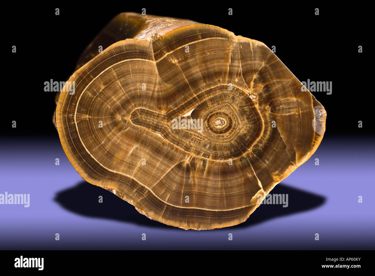 Barite Stalactite Cross Section from Frizington Cumberland England ...