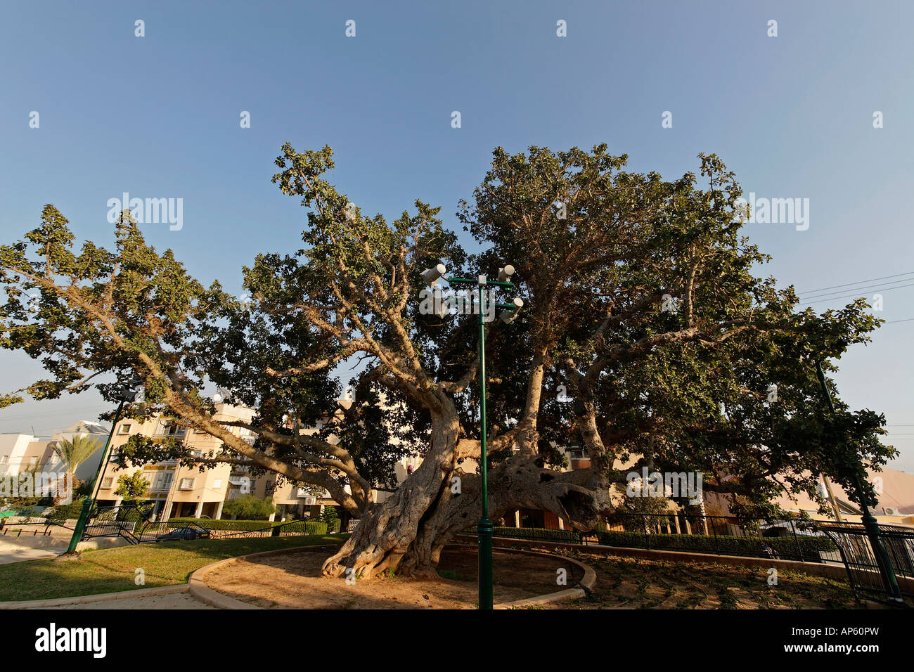 Ficus sycomorus hi-res stock photography and images - Alamy