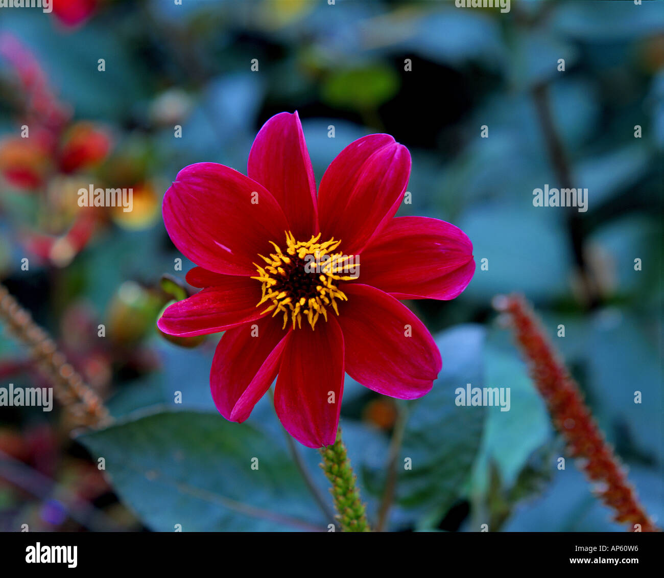 Exuberant plant growth hi-res stock photography and images - Alamy