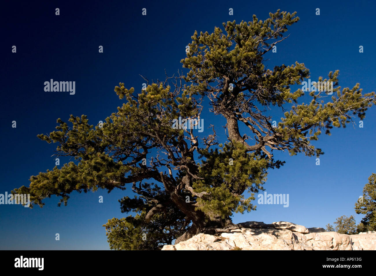 Single leaf pinon hi-res stock photography and images - Alamy