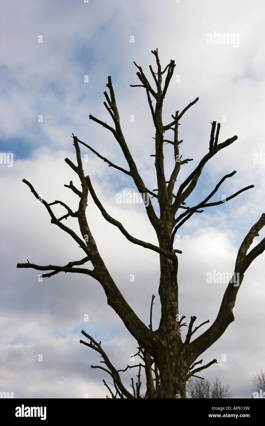 pollarded plane tree Stock Photo - Alamy