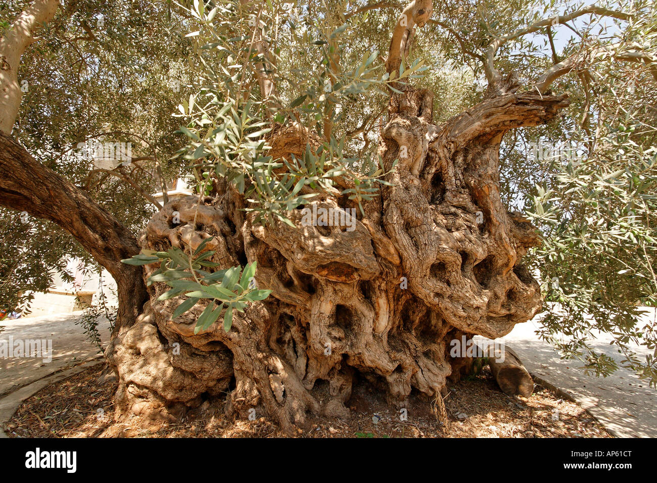 Israel the Lower Galilee Olive Tree in Arabe the most ancient one in ...