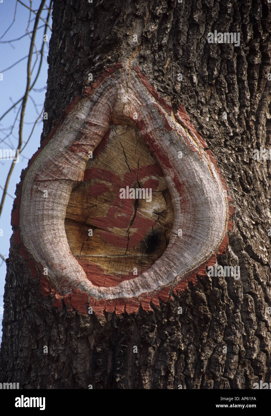 Wood Eye 1 Stock Photo - Alamy