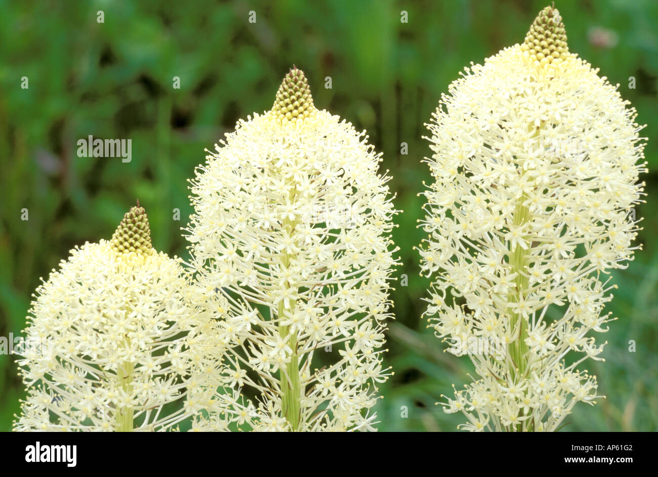 North America, USA, Montana, Glacier National Park. Beargrass in full ...