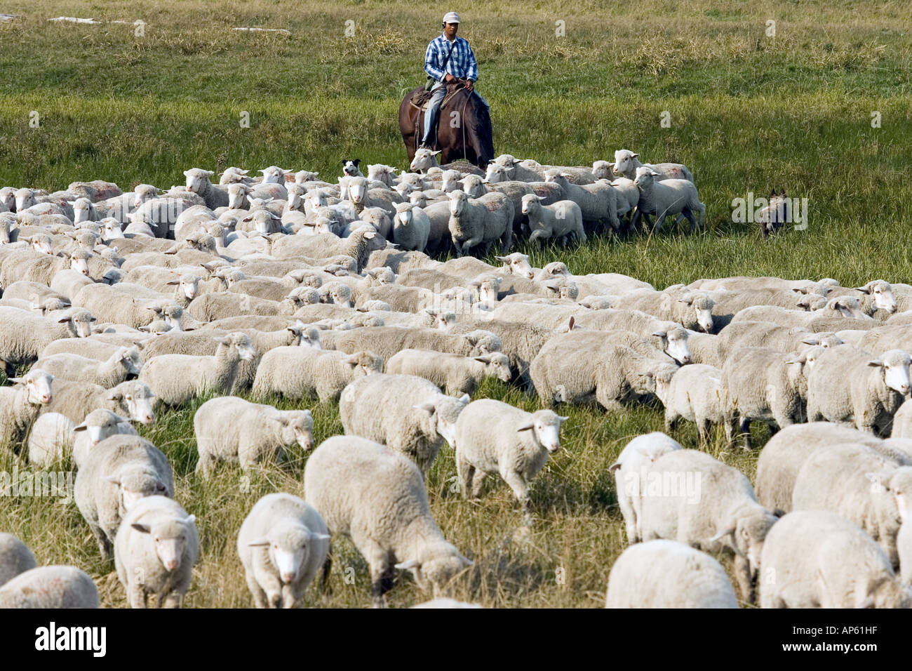 A rancher drives a flock of sheep on a ranch in Northern Montana Stock ...