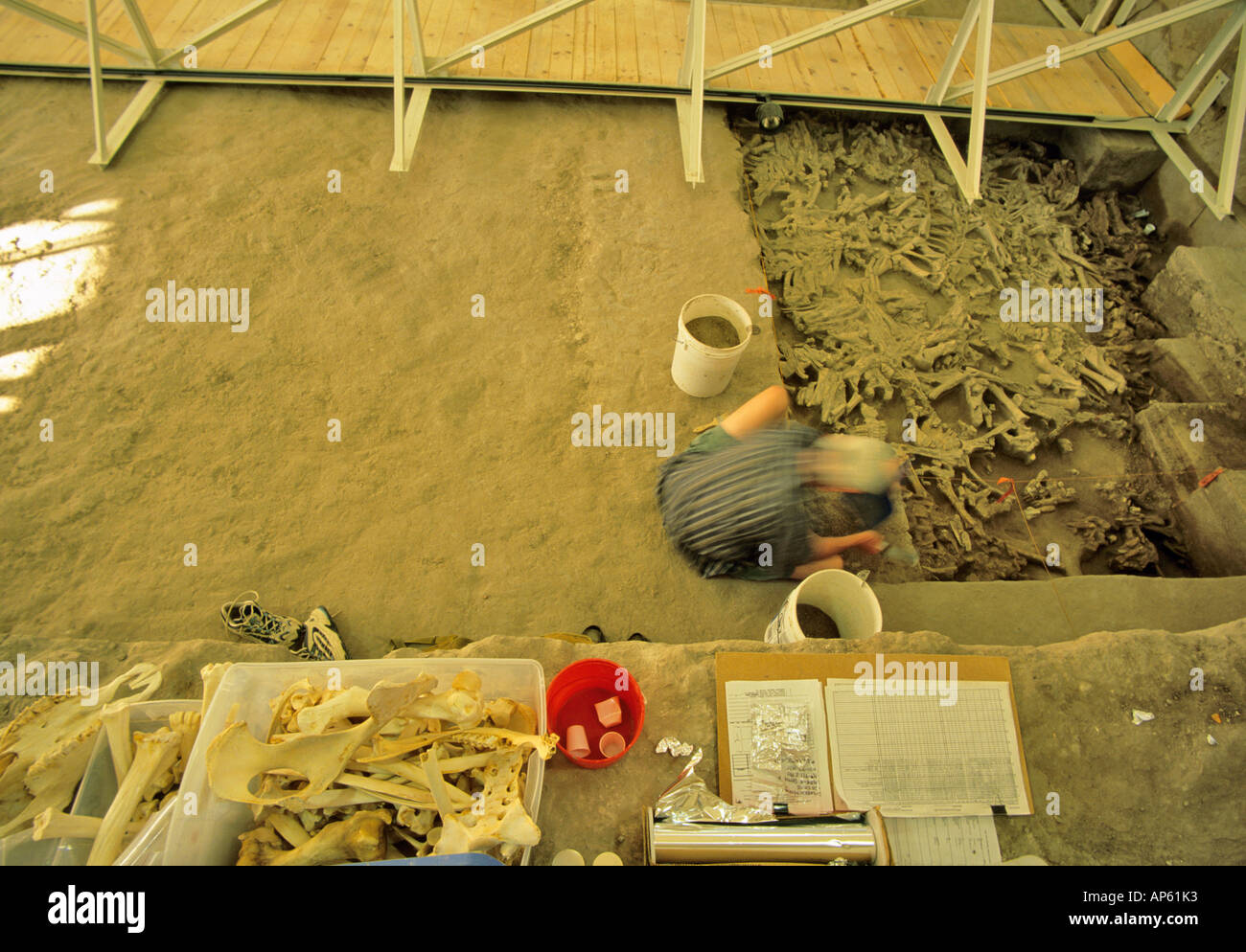 Paleontology researcher hi-res stock photography and images - Alamy
