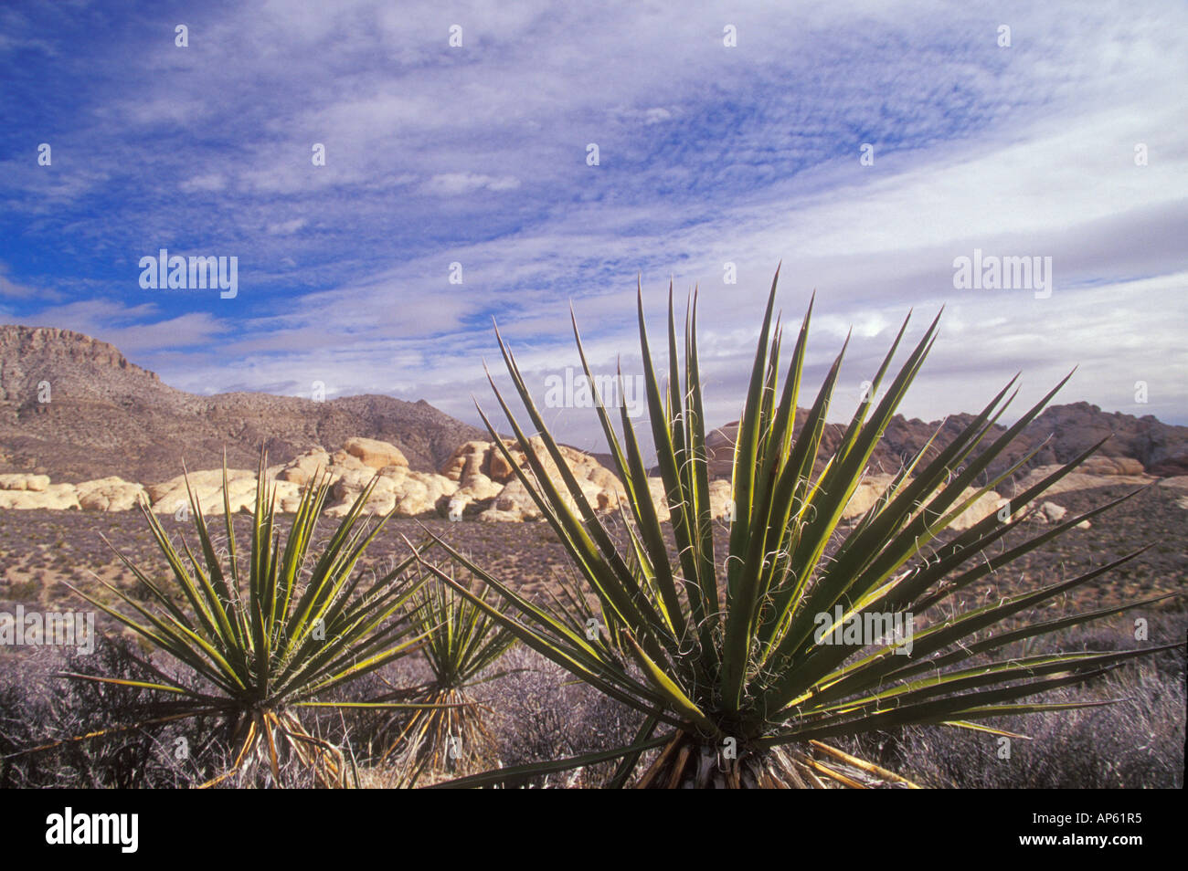 Mojave Yucca at Red Rock Canyon National Conservation Area. Just a few ...