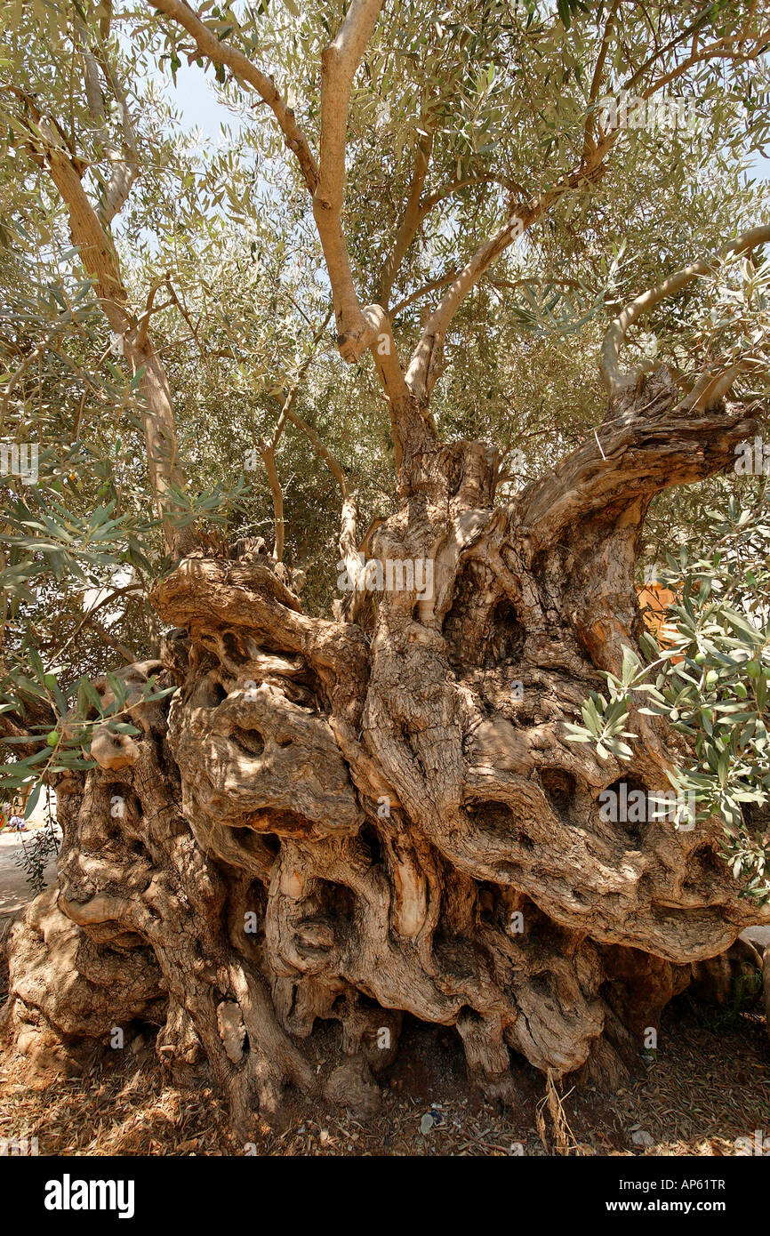 Israel the Lower Galilee Olive Tree in Arabe the most ancient one in ...