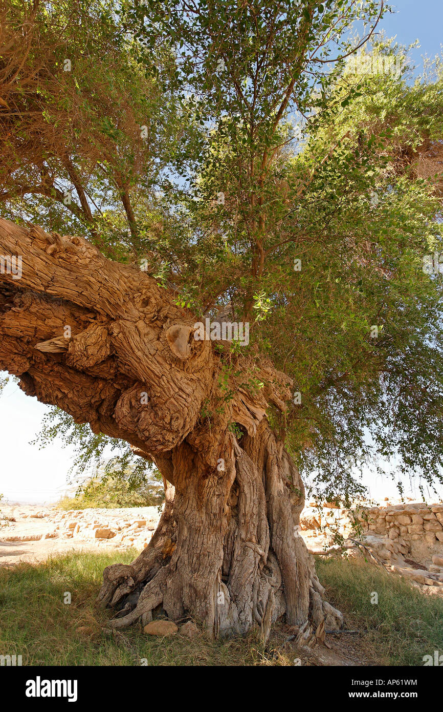 Israel the Arava region Jujube tree in Ein Hatzeva Stock Photo - Alamy