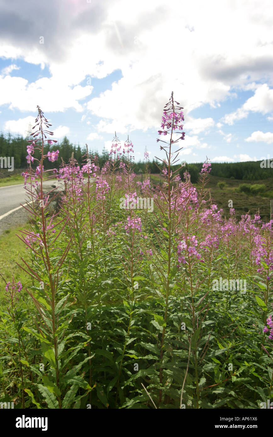 Rosebay willowherb pattern hi-res stock photography and images - Alamy