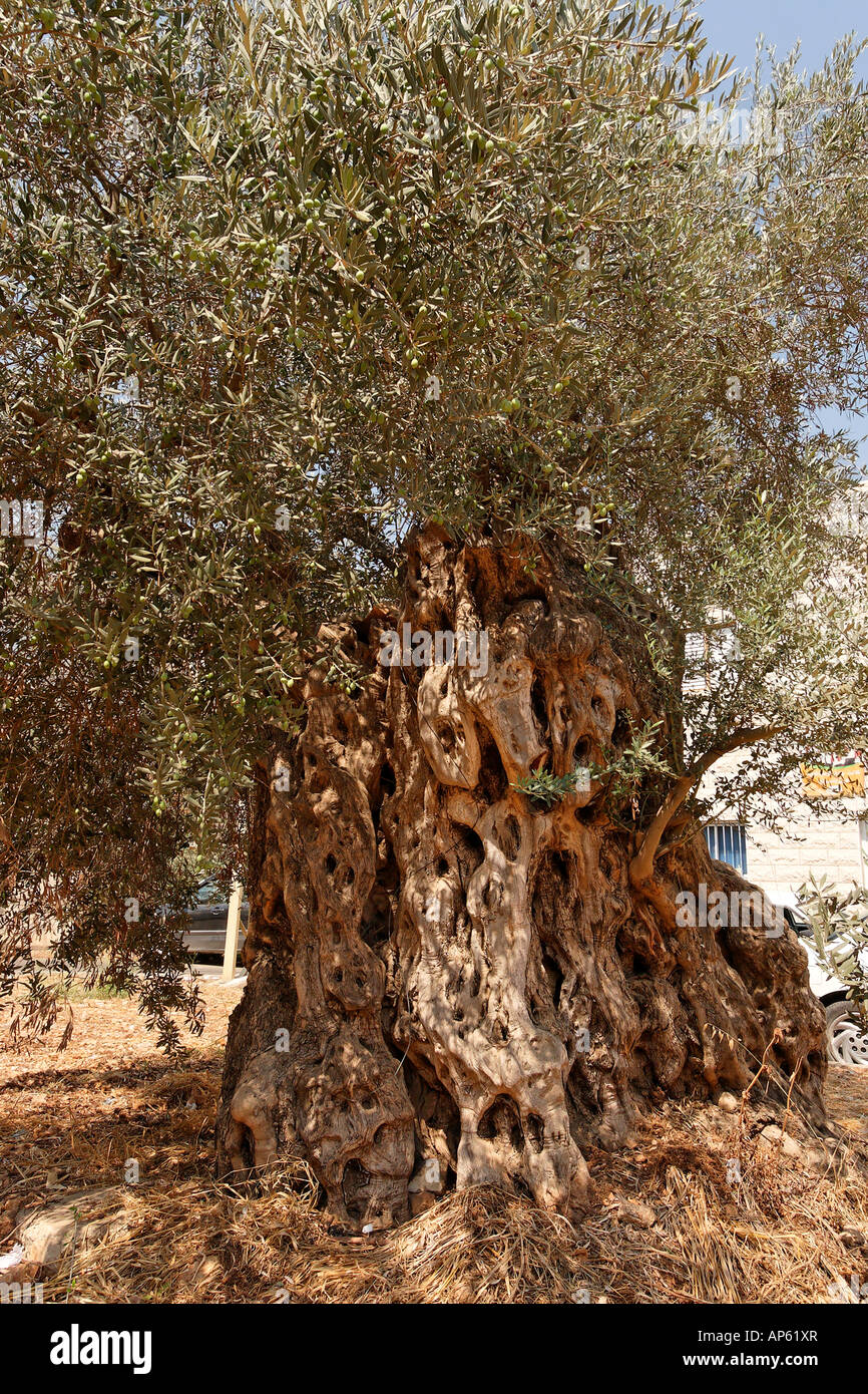 Israel olive tree hi-res stock photography and images - Alamy