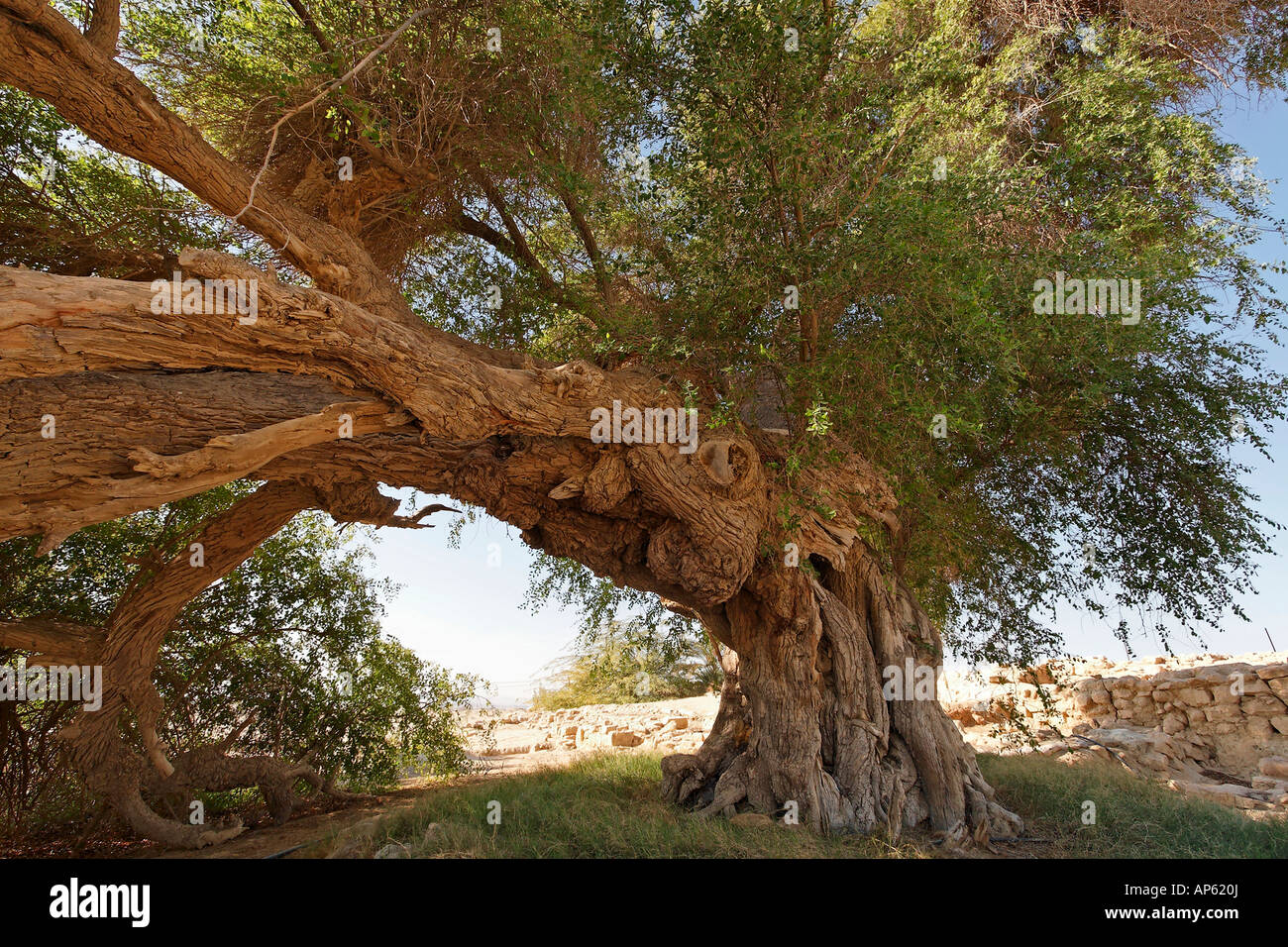Israel the Arava region Jujube tree in Ein Hatzeva Stock Photo - Alamy