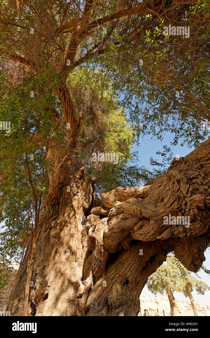 Israel the Arava region Jujube tree in Ein Hatzeva Stock Photo - Alamy
