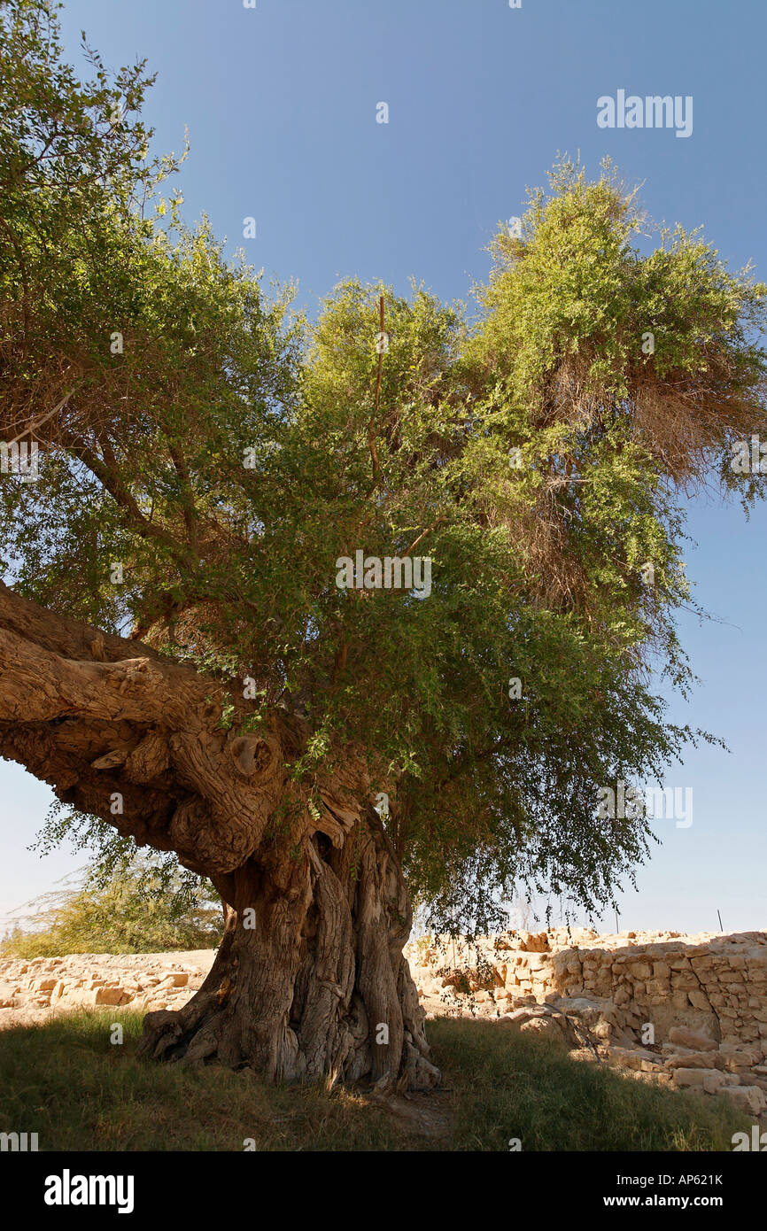 Israel the Arava region Jujube tree in Ein Hatzeva Stock Photo - Alamy