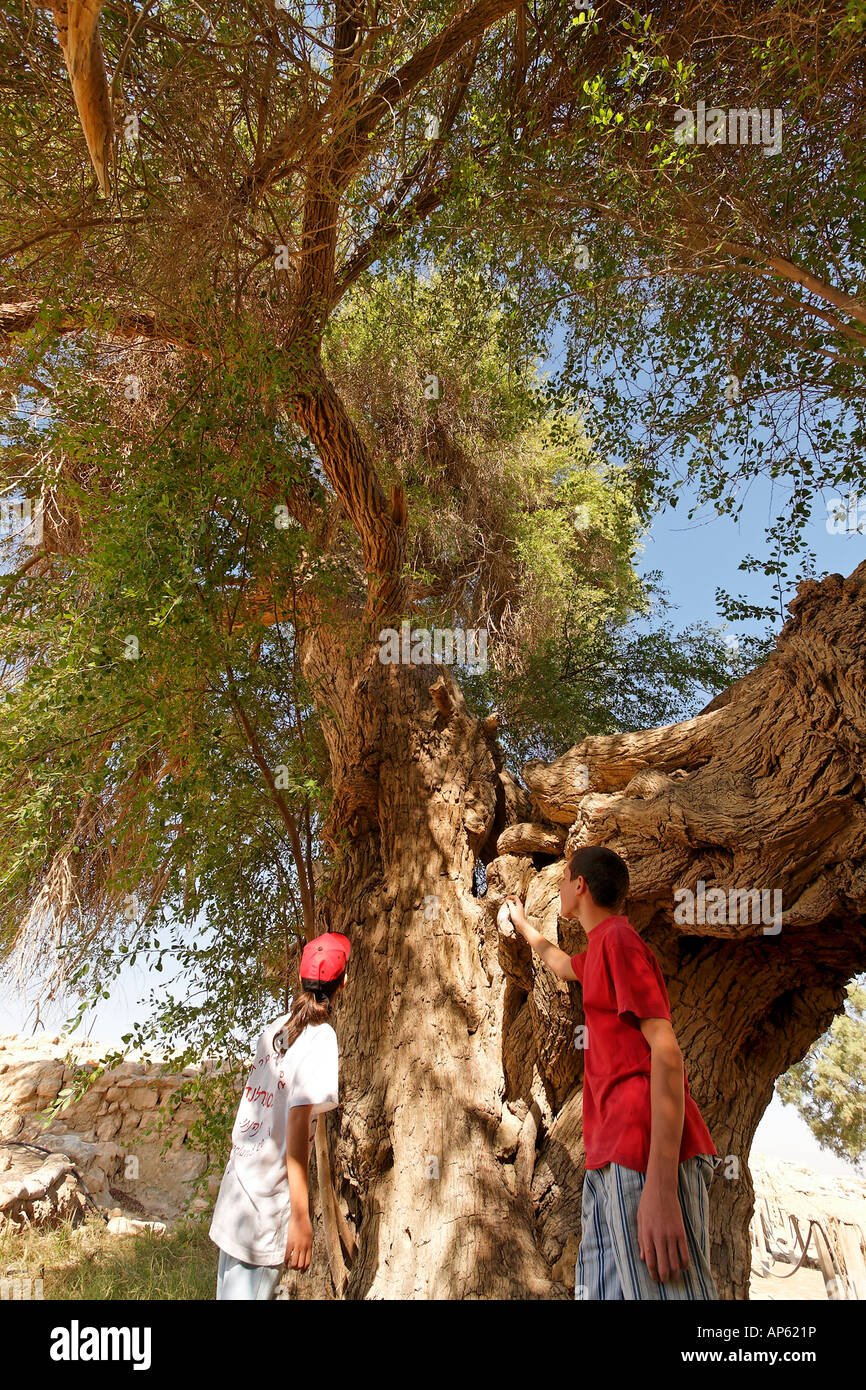 Israel the Arava region Jujube tree in Ein Hatzeva Stock Photo - Alamy