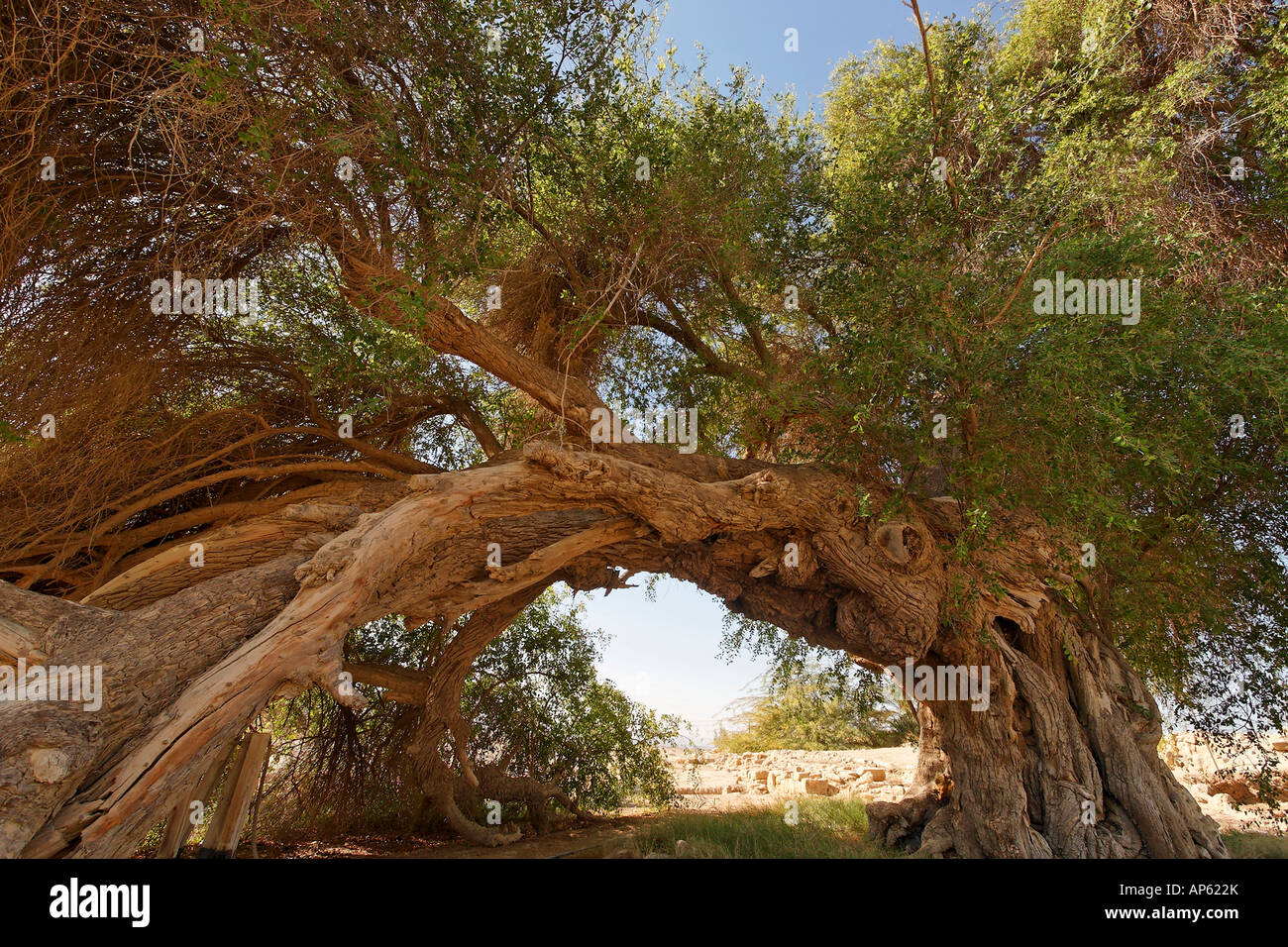 Israel the Arava region Jujube tree in Ein Hatzeva Stock Photo - Alamy