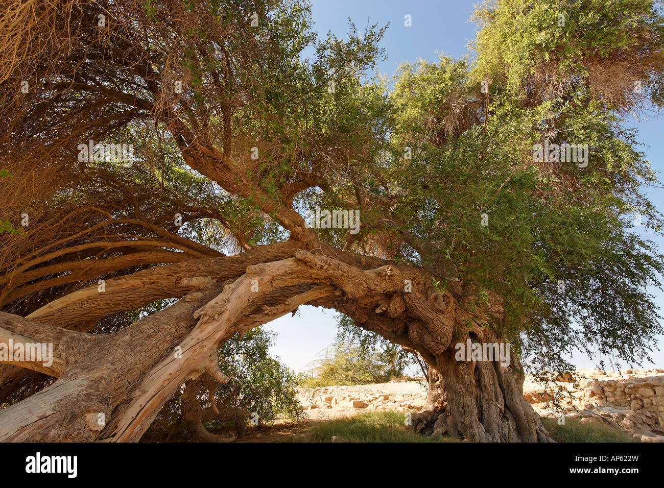 Israel the Arava region Jujube tree in Ein Hatzeva Stock Photo - Alamy