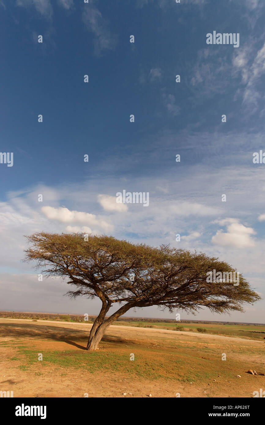 Israel Acacia Raddiana tree in the Negev desert Stock Photo - Alamy