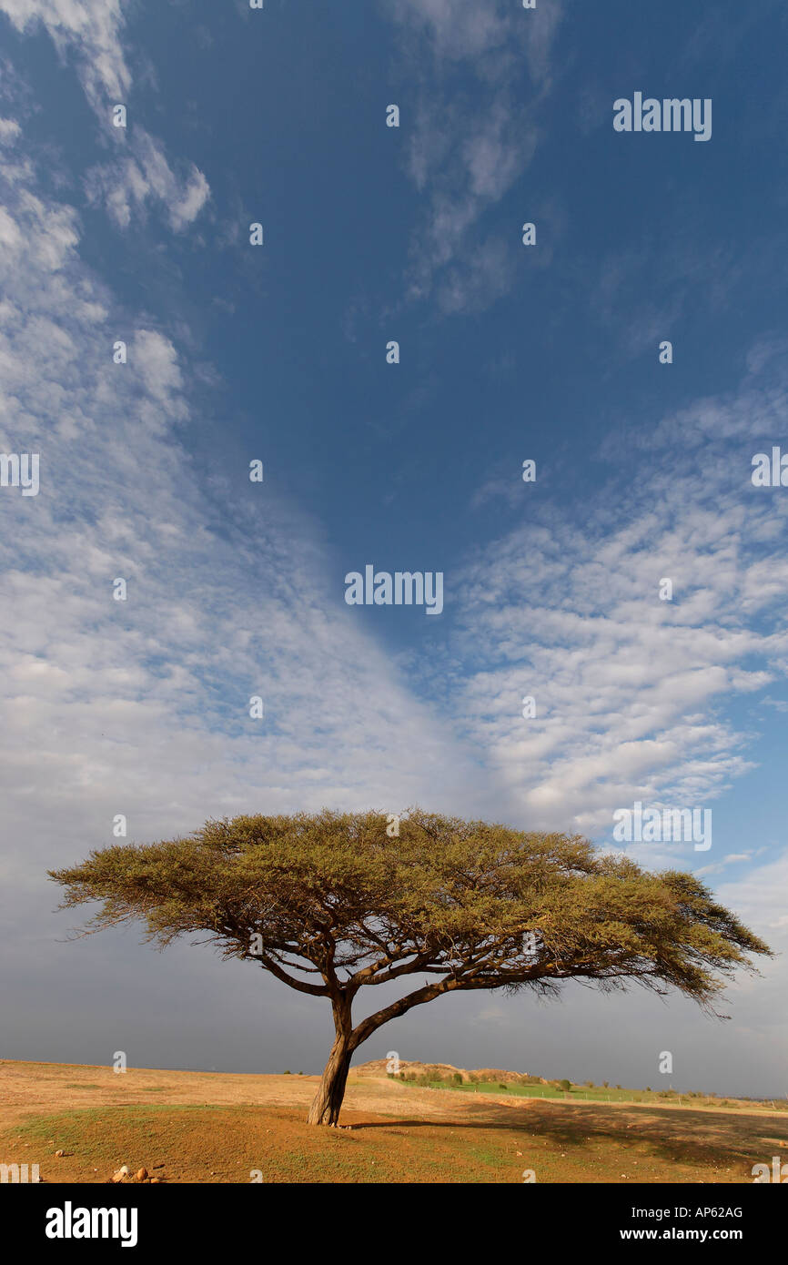 Israel Acacia Raddiana tree in the Negev desert Stock Photo - Alamy
