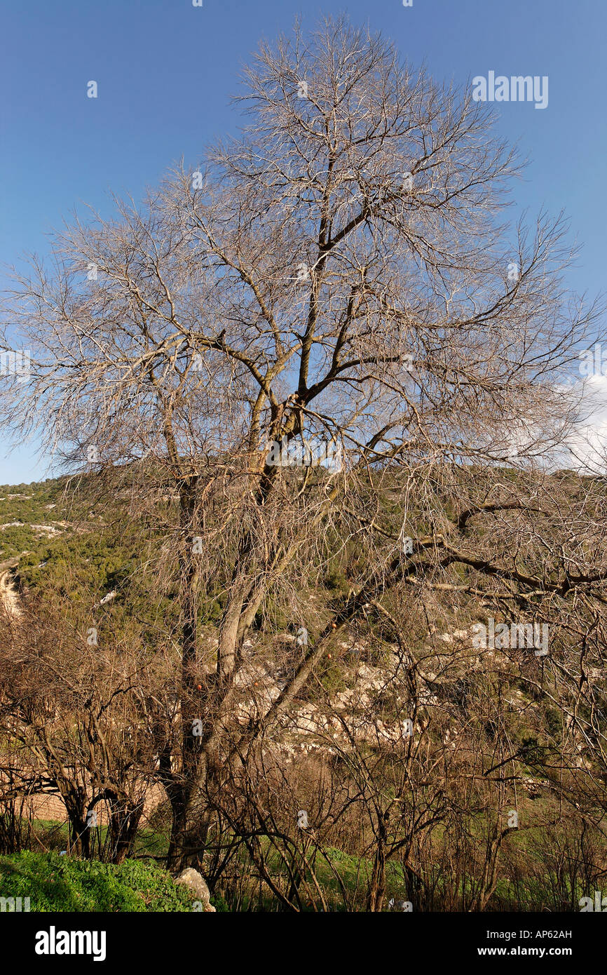Mediterranean Hackberry High Resolution Stock Photography and Images ...