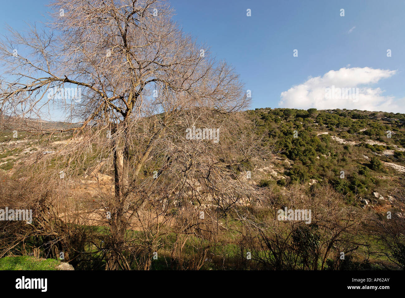 Israel the Upper Galilee Mediterranean Hackberry tree Celtis Australis ...