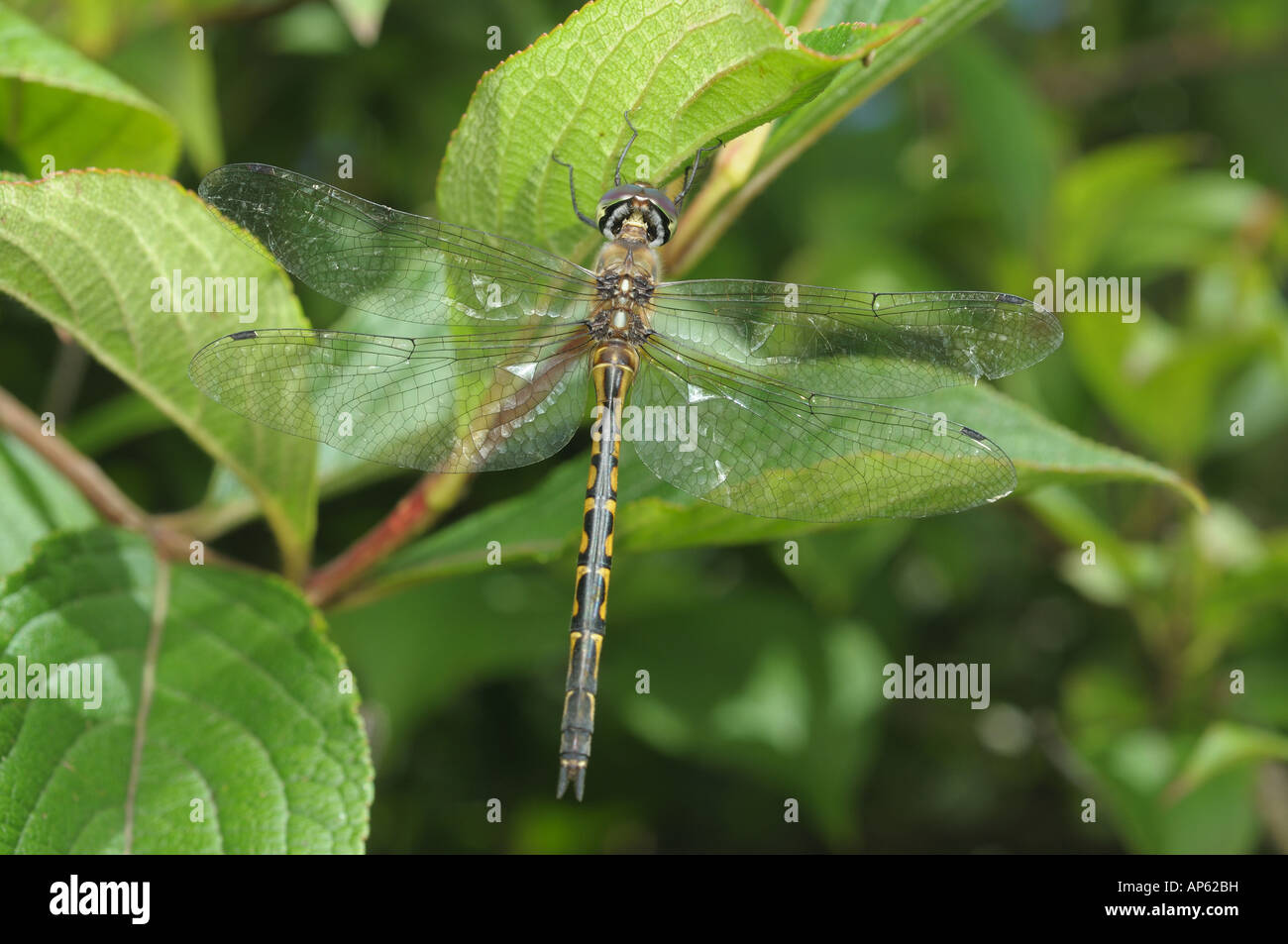 Australian Emerald Dragonfly, Hemicordulia australiae Stock Photo - Alamy