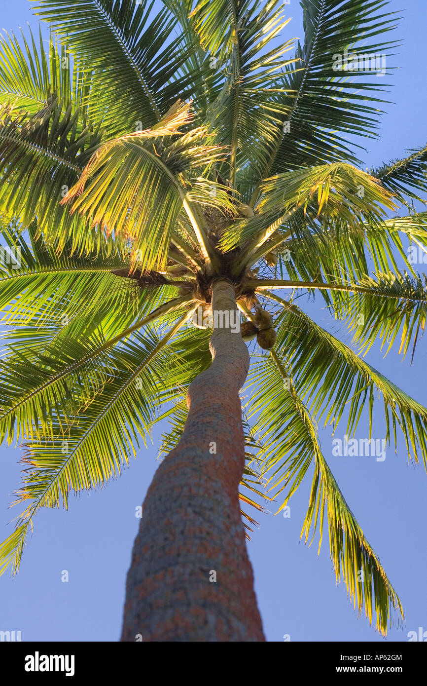 Palm tree on a tropical island in Fiji Stock Photo - Alamy