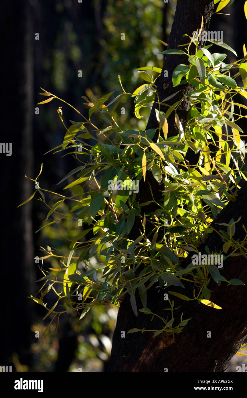 Bushfire Australia Regrowth High Resolution Stock Photography and ...