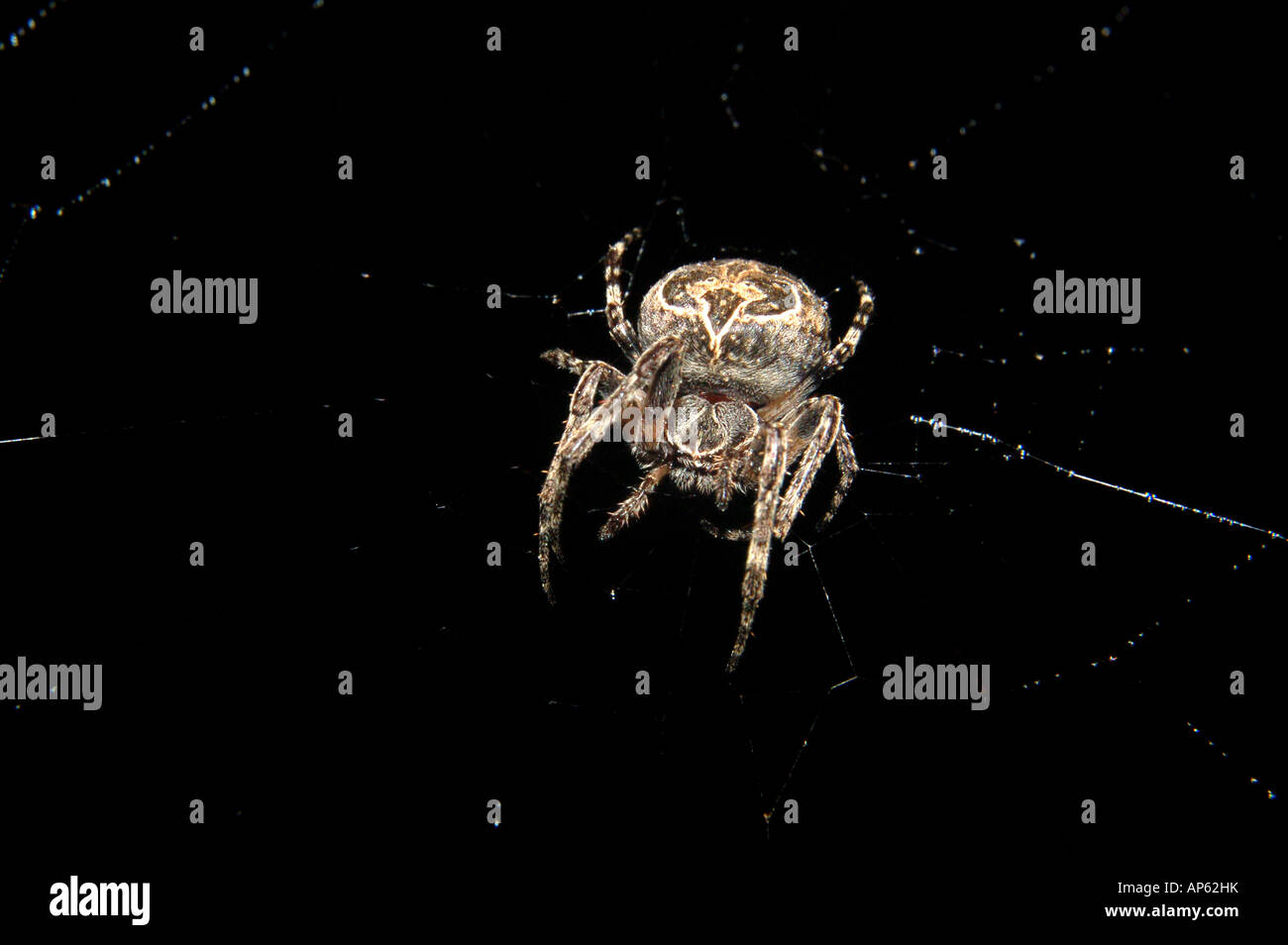 A Spider in its Web Stock Photo - Alamy