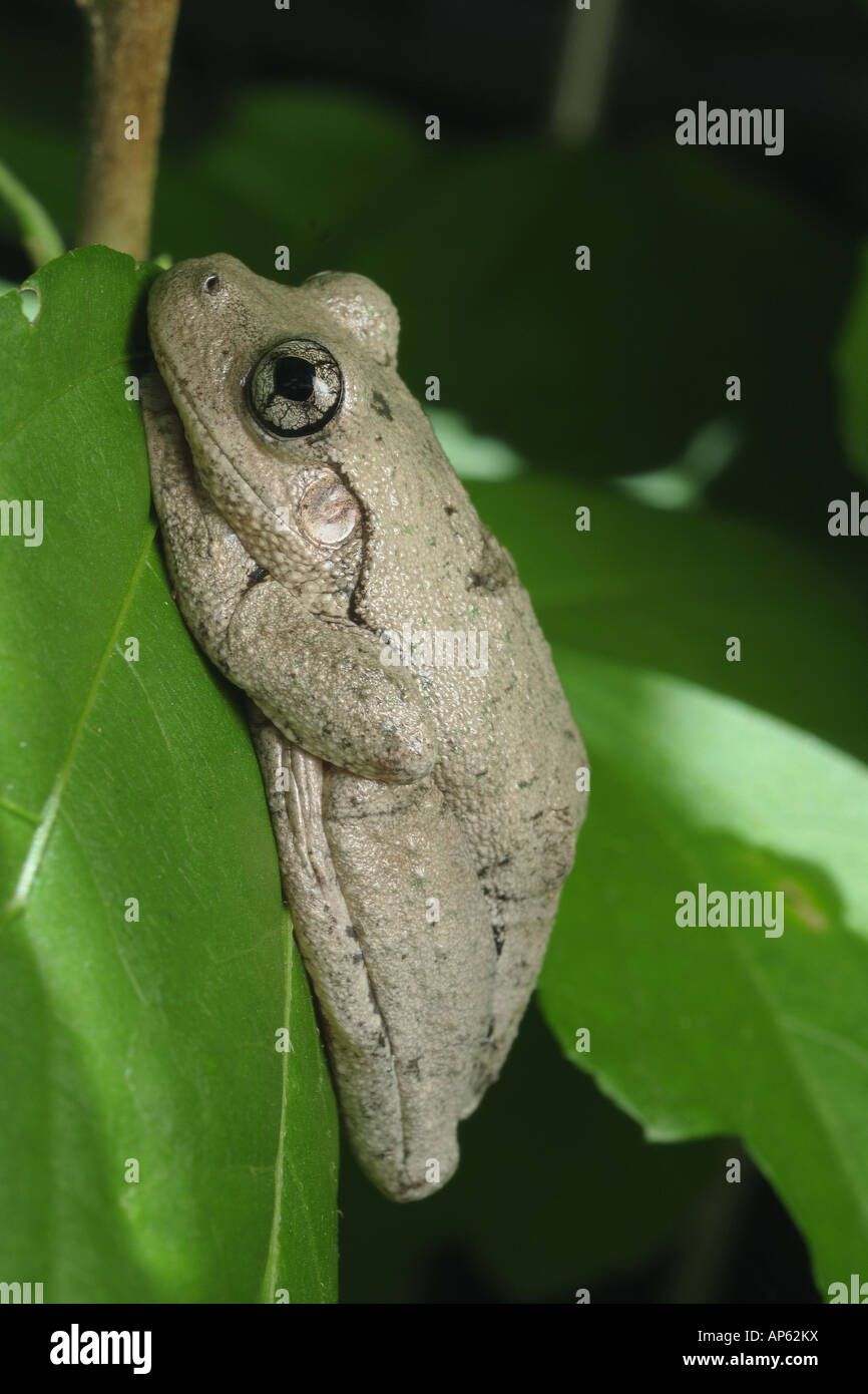 Peron's Tree Frog, Litoria peronii Stock Photo - Alamy