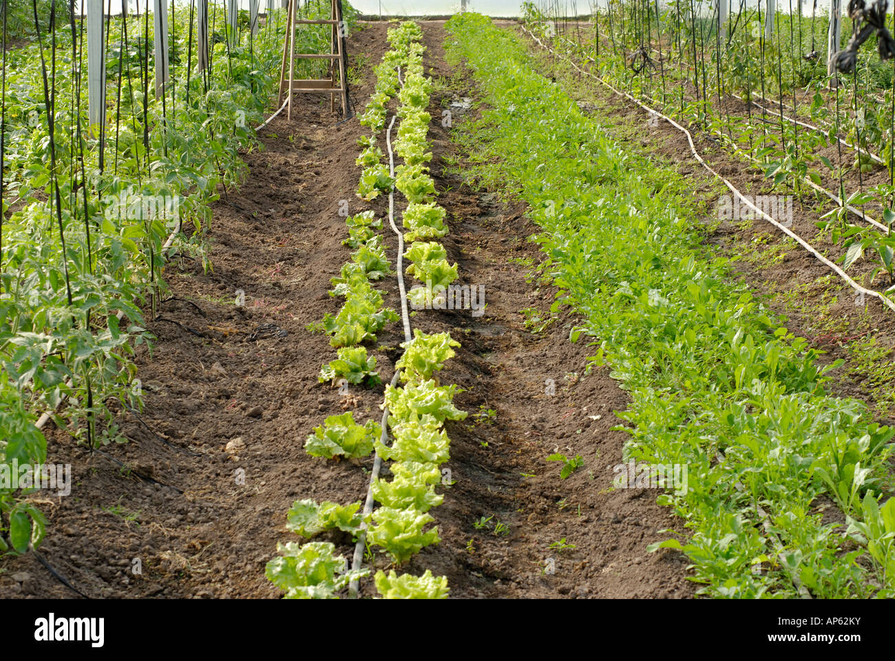 rows of vegetables inside organic greenhouse Stock Photo - Alamy