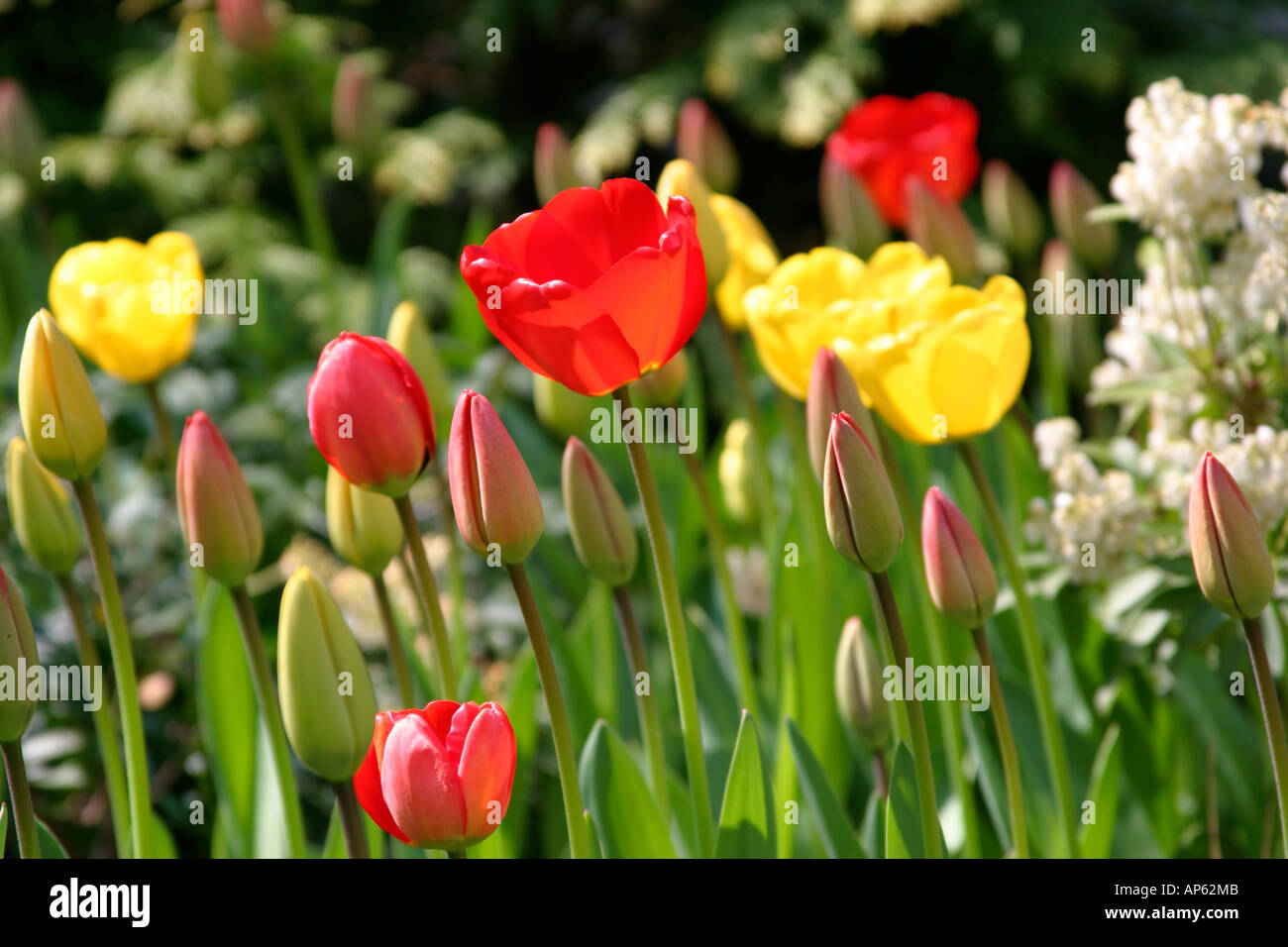 Tulips In Spring Sunshine Stock Photo - Alamy