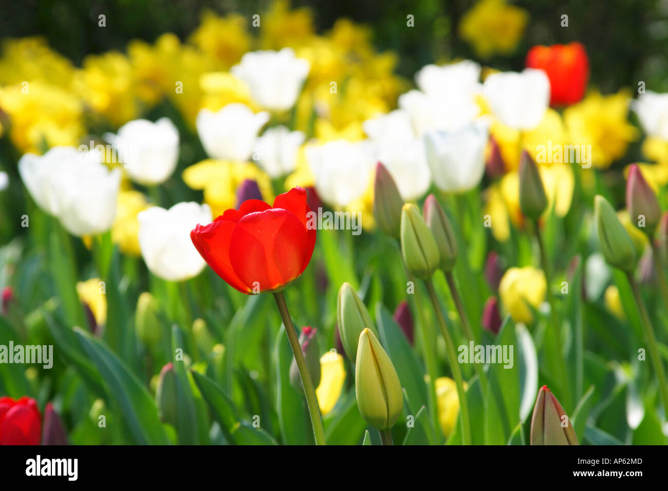 Tulips In Spring Sunshine Stock Photo - Alamy