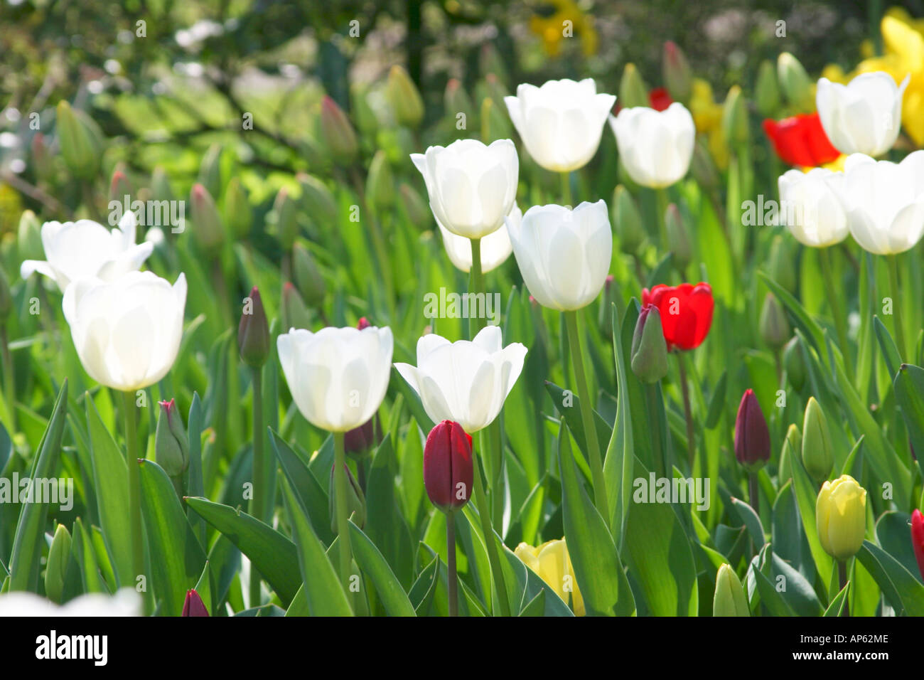 Tulips In Spring Sunshine Stock Photo - Alamy