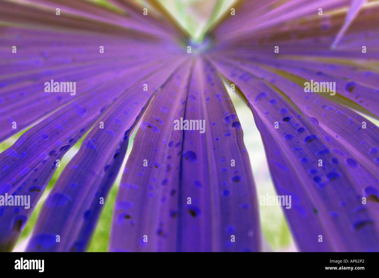 Ridged leaves hi-res stock photography and images - Alamy