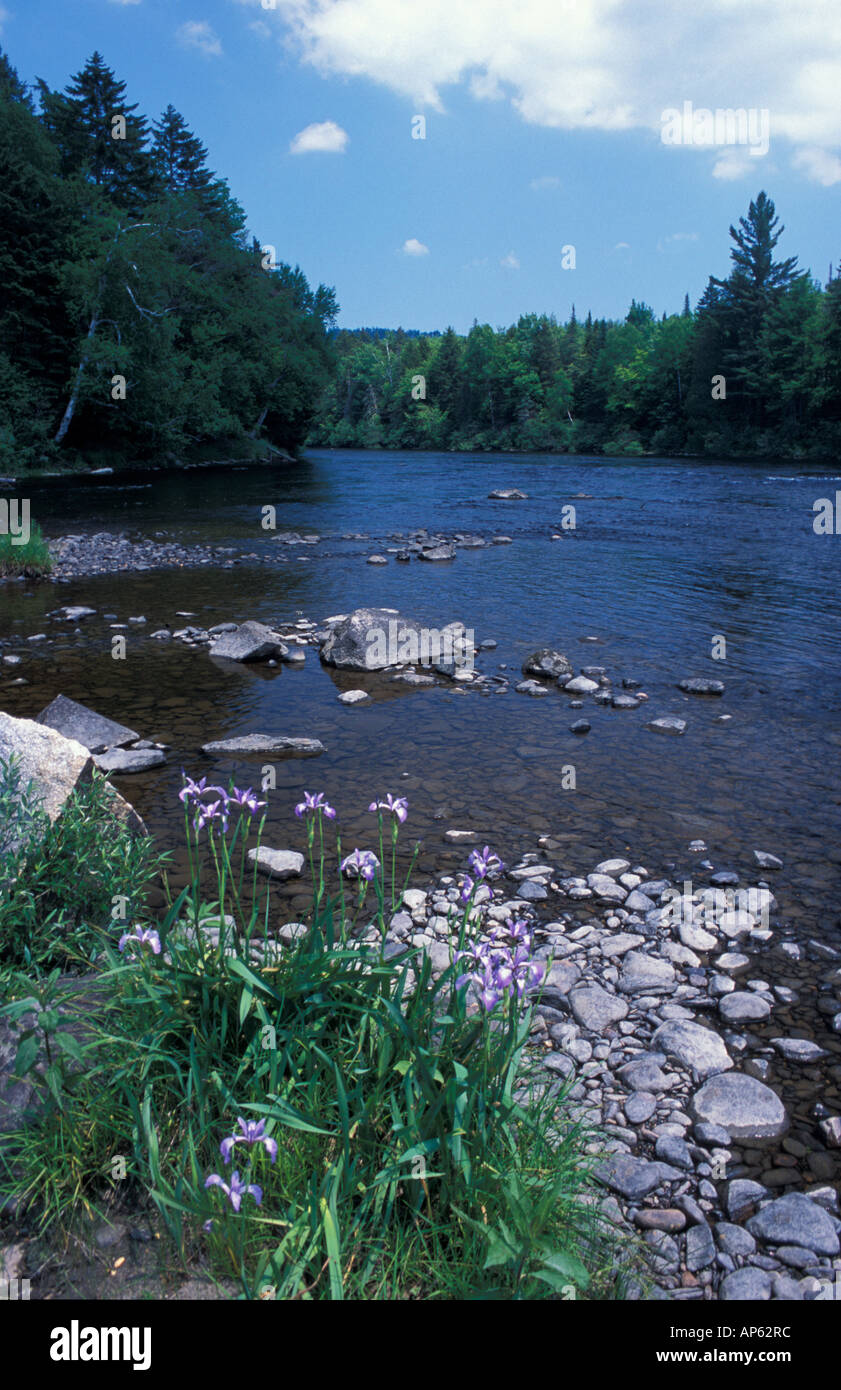 Errol, NH. Androscoggin River in summer. Blue flag iris. 13 Mile Woods ...
