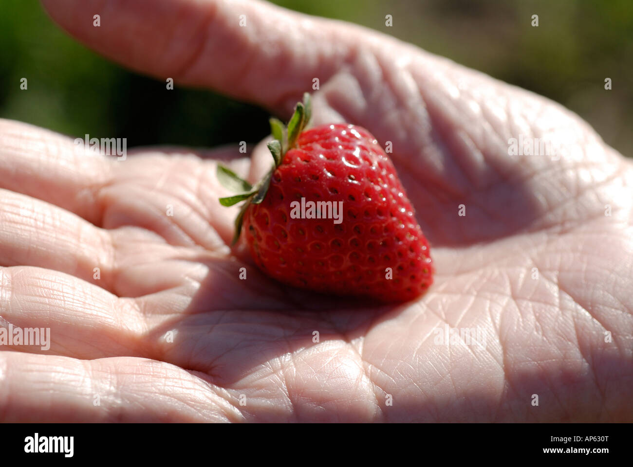 hand holding one freshly picked strawberry in sunlight Stock Photo - Alamy