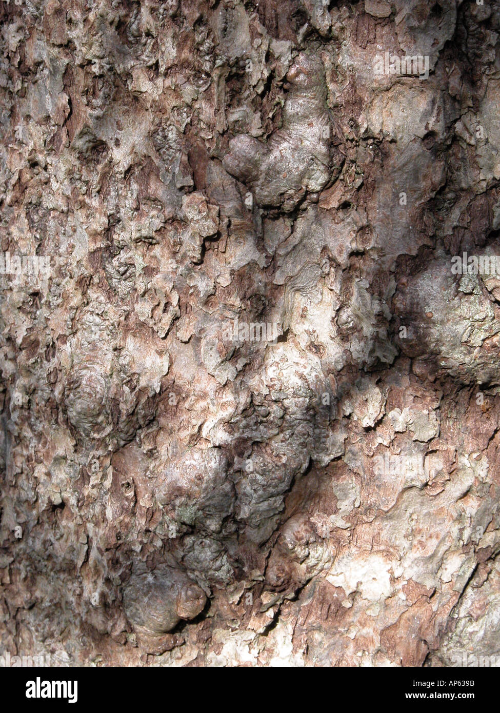Apple tree bark texture hi-res stock photography and images - Alamy