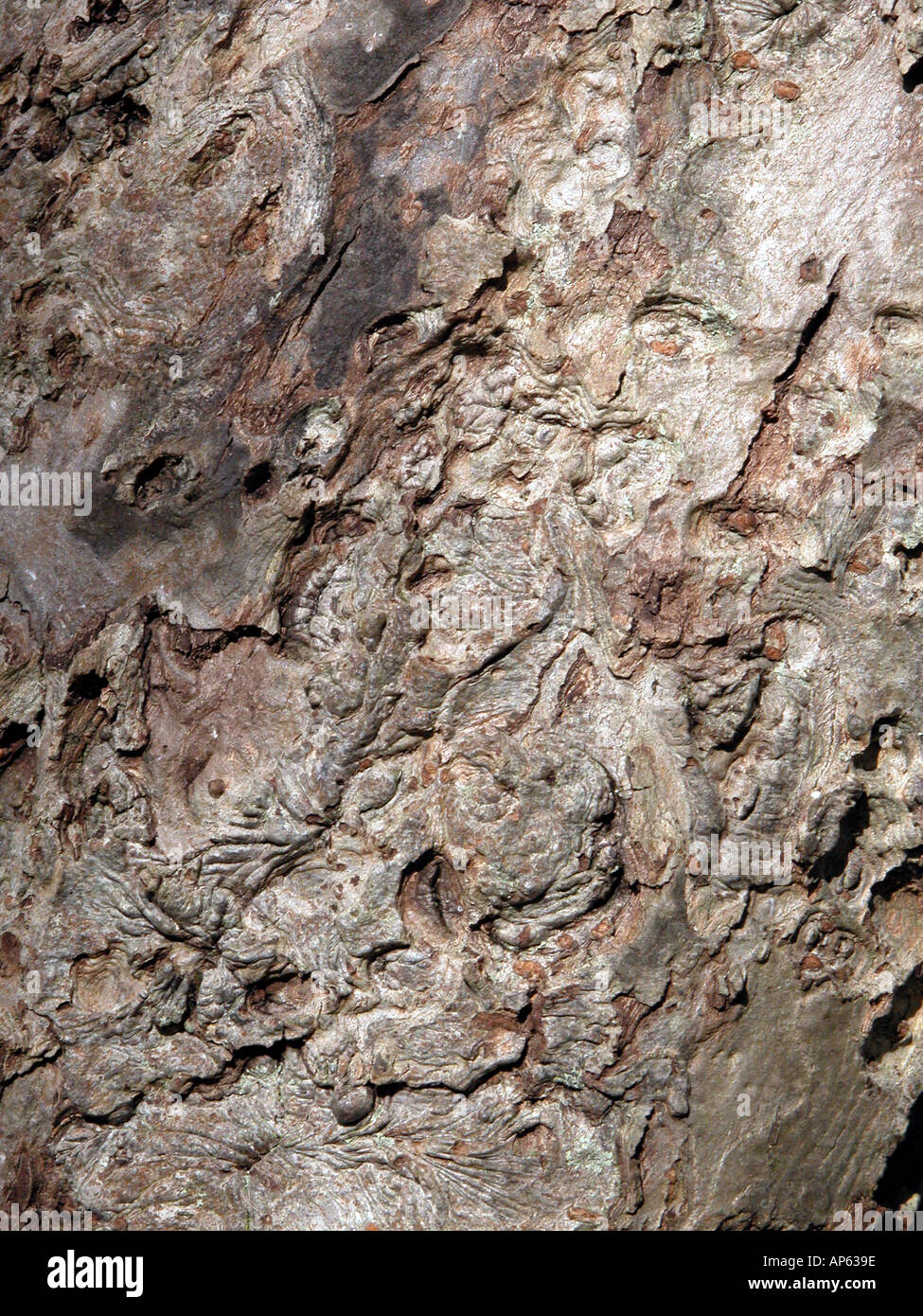 Apple tree bark texture hi-res stock photography and images - Alamy