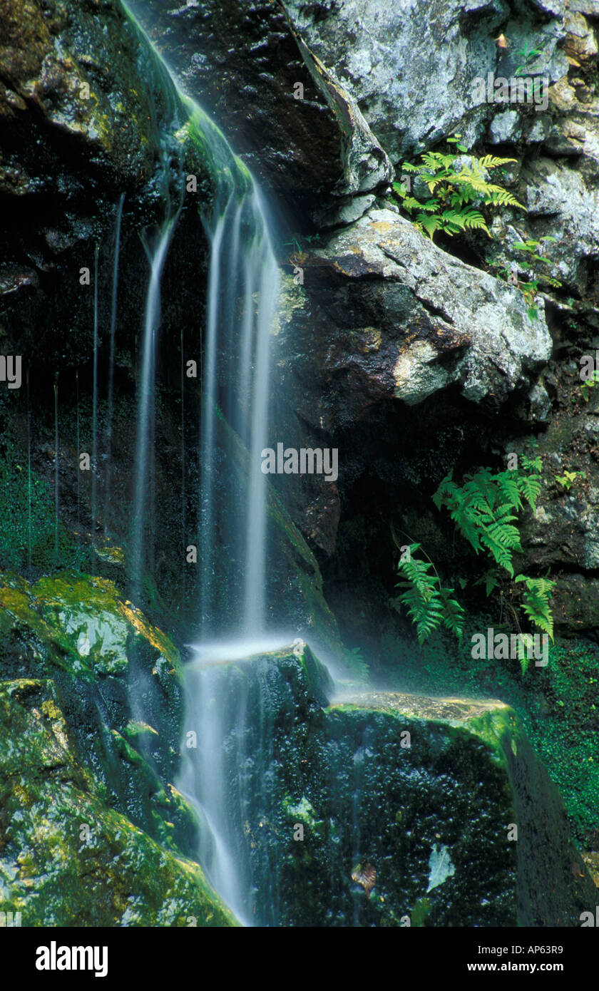 Nancy Brook Scenic Area, White Mountain National Forest. Ferns cling to ...