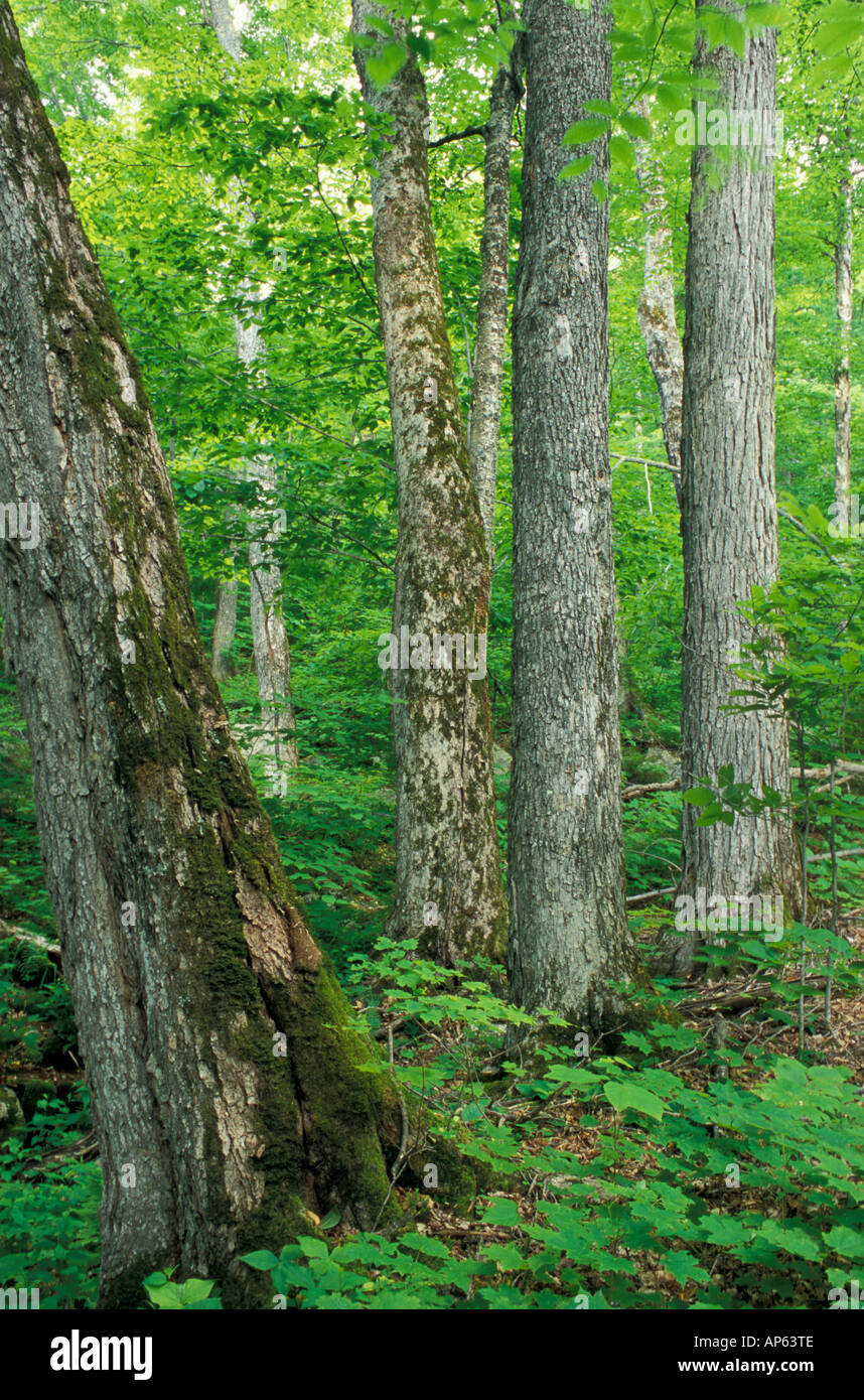 Old growth sugar maple tree hi-res stock photography and images - Alamy
