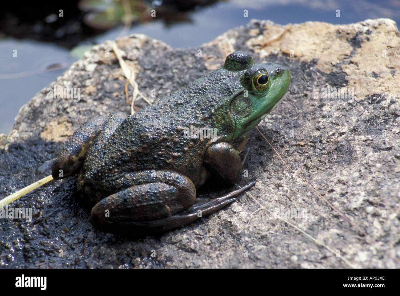 Chatham, NH Bull Frog, Rana catesbeiana. Mountain Pond, White Mountain ...