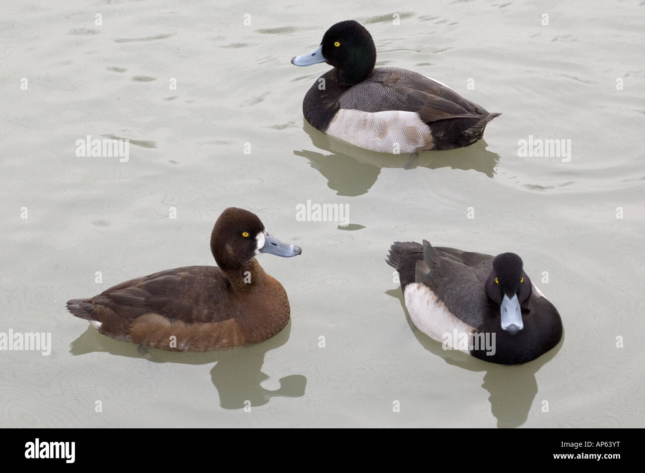 A trio of Ducks Stock Photo - Alamy