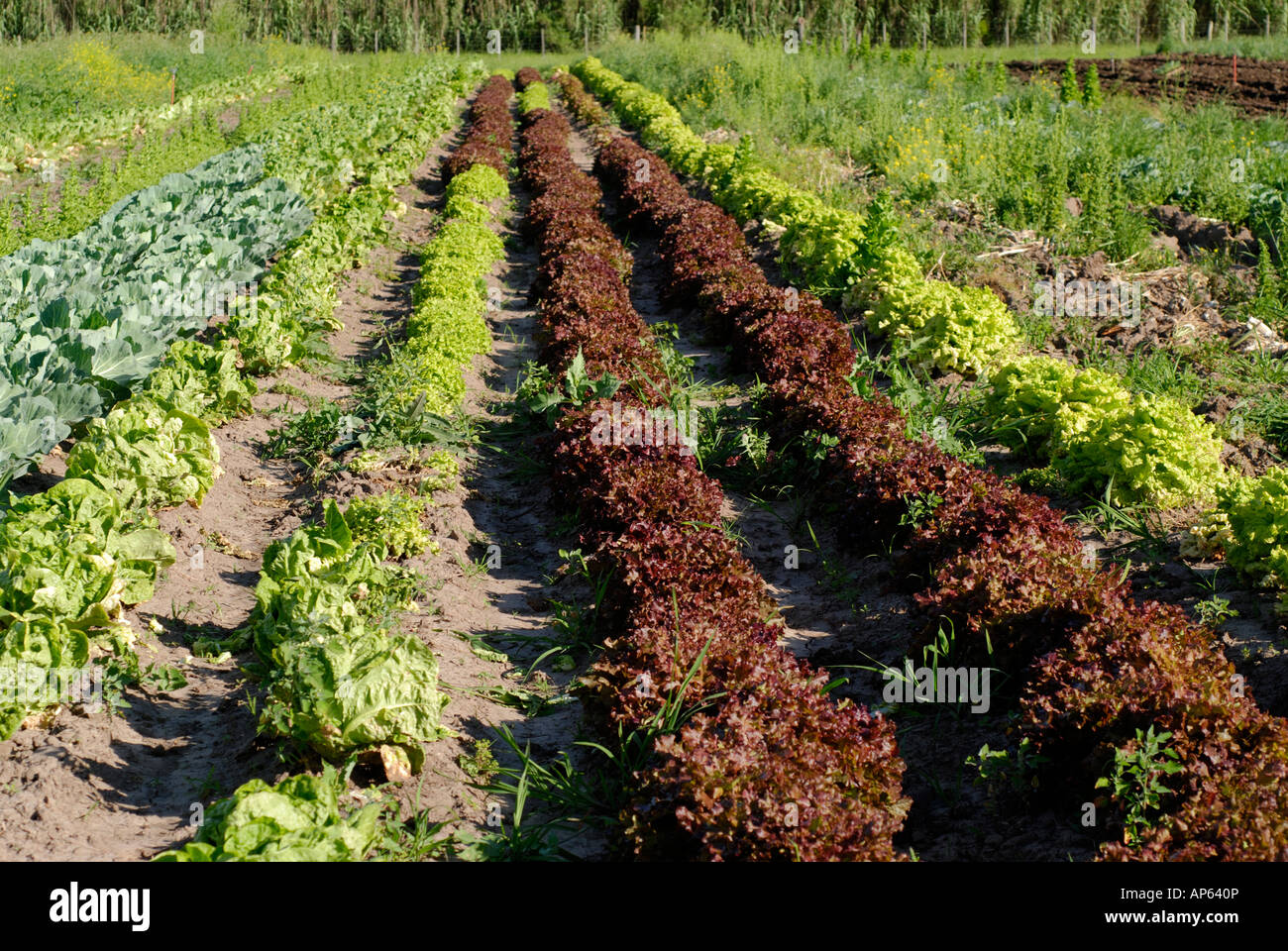 organic vegetable plantation rows of green and red lettuce Stock Photo ...