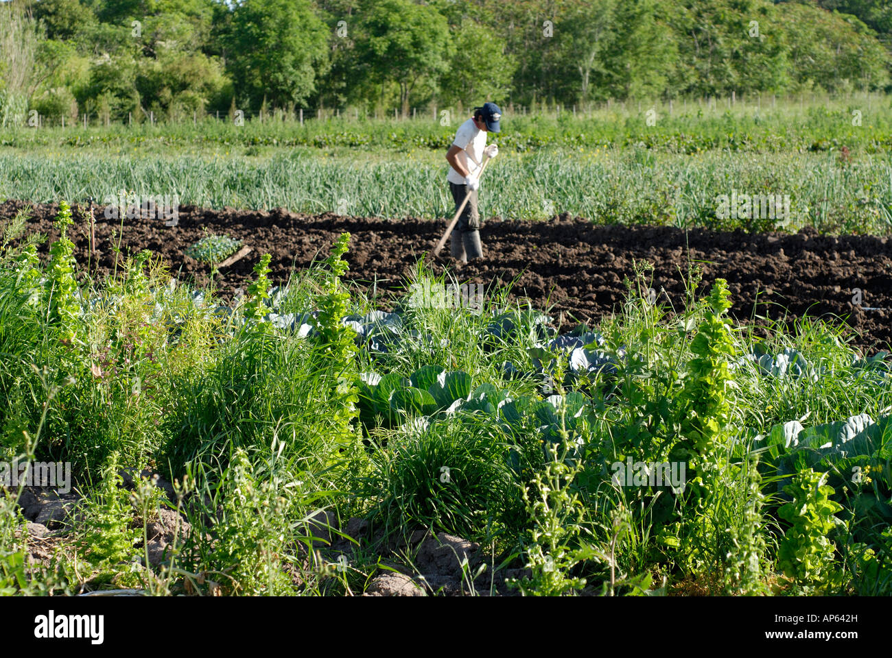 organic plantation worker in the field Stock Photo - Alamy