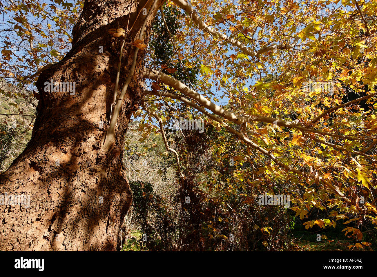 Israel the Upper Galilee Plane tree Platanus Orientalis in Wadi Betzet ...