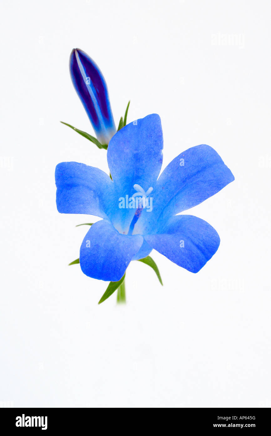 Blue flower isolated Stock Photo - Alamy