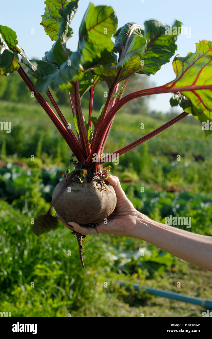hand holding large organic beetroot with vegetable plantation out of ...