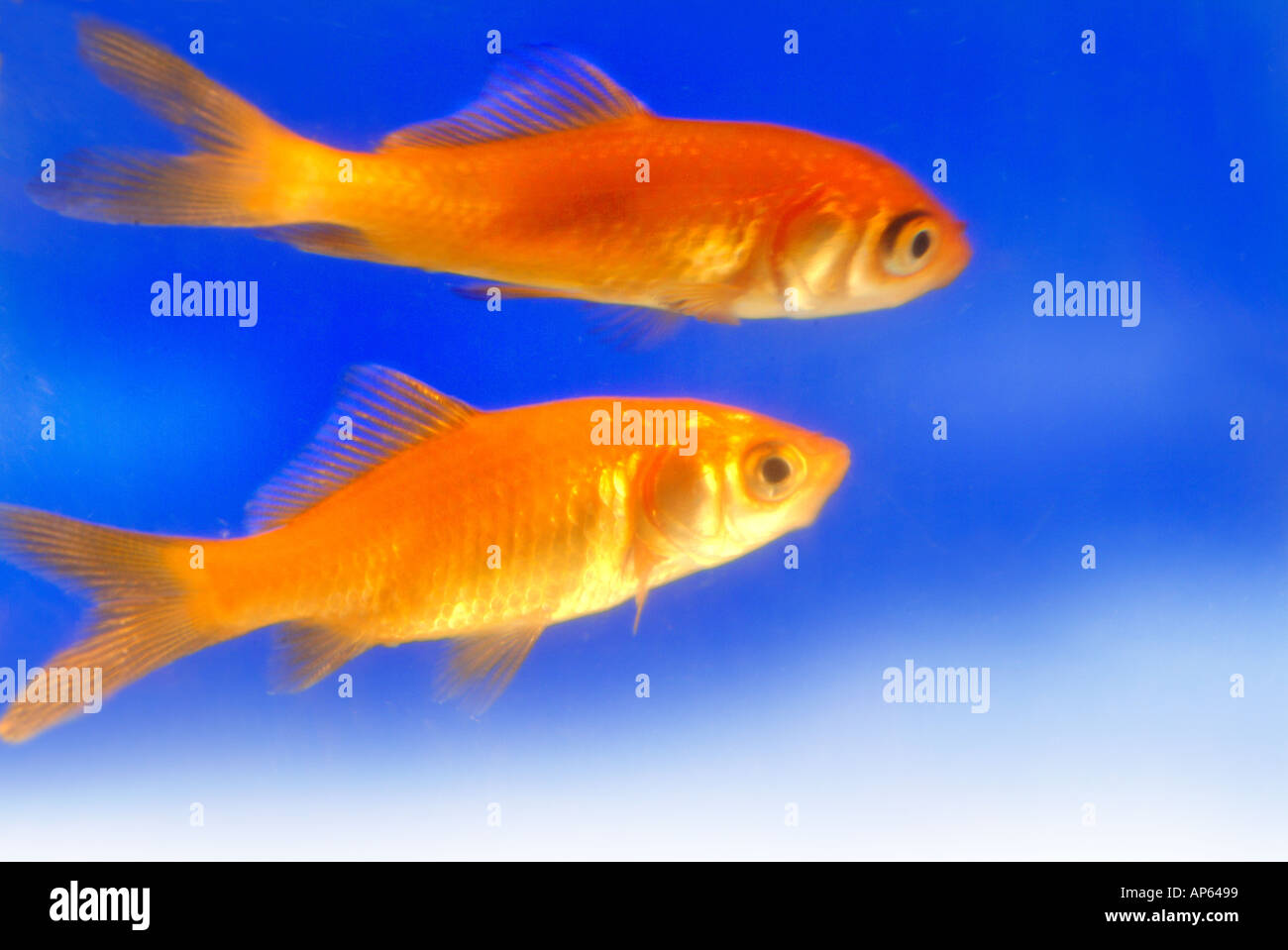 Goldfish swimming in water Stock Photo - Alamy