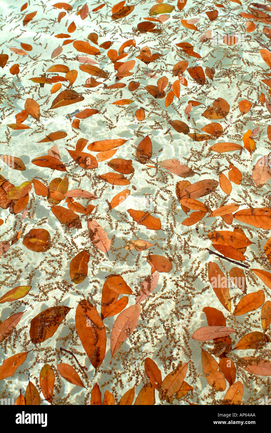 Autumn leaves floating in water Stock Photo - Alamy